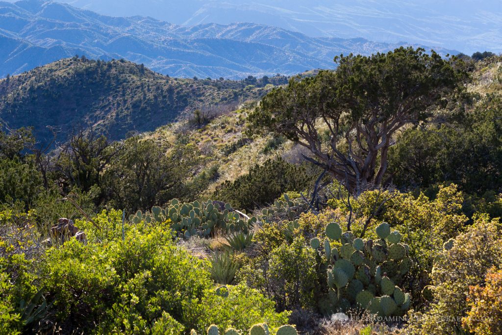 Day 24: Reavis Pass to Pinyon Mountain - Arizona Trail