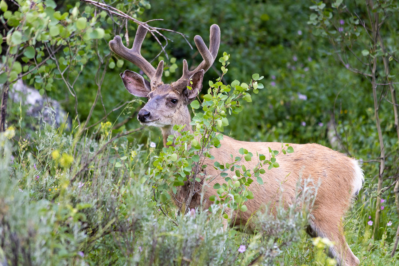Moose Ponds - Grand Teton National Park - Free Roaming Hiker