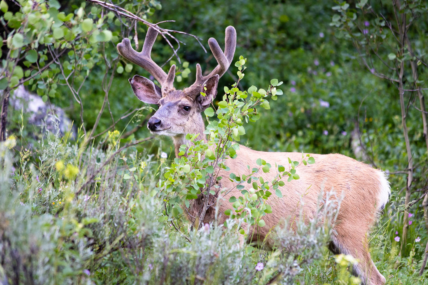 Moose Ponds - Grand Teton National Park - Free Roaming Hiker