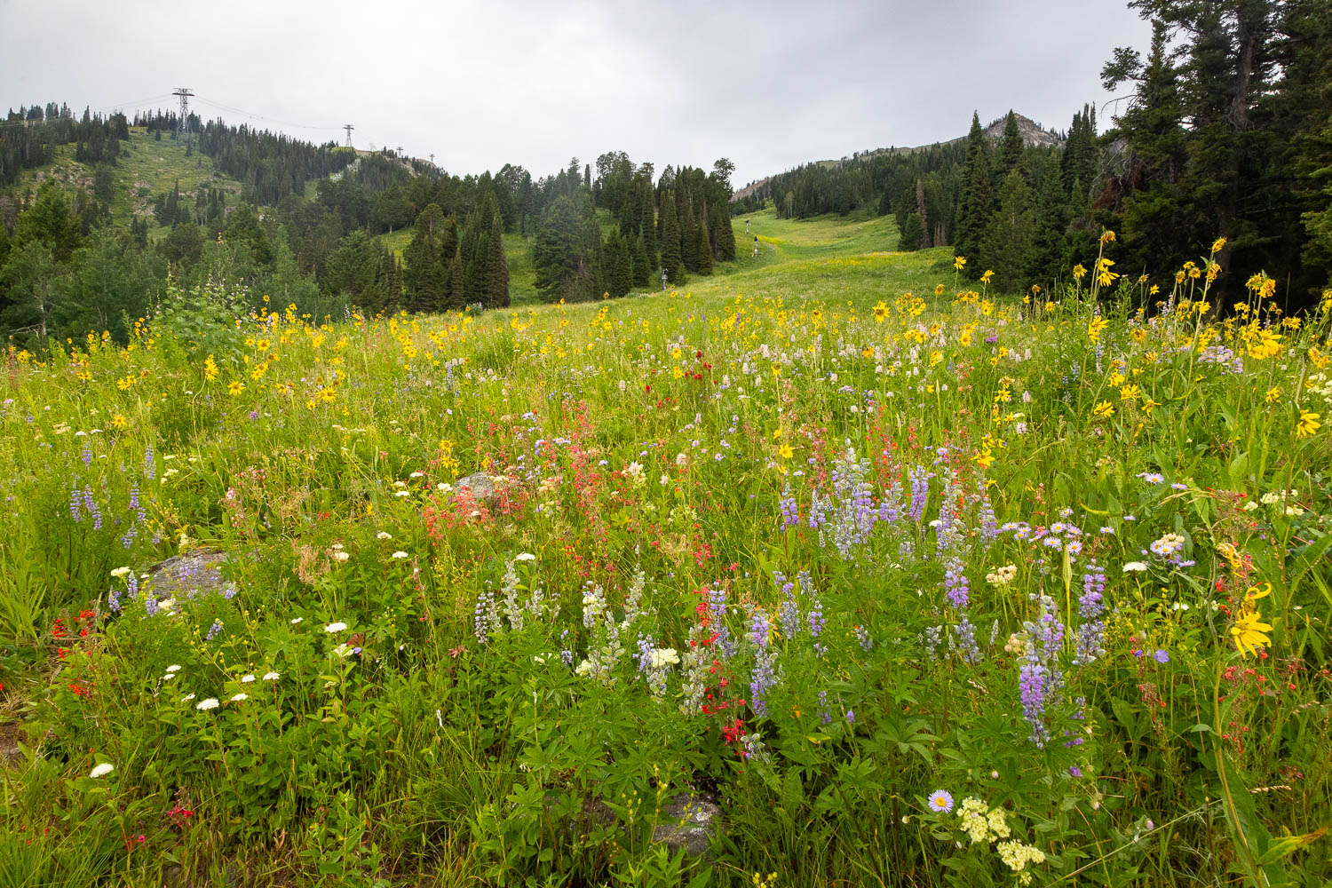 Wildflower Trail - Teton Mountains (beyond GTNP) - Free Roaming Hiker